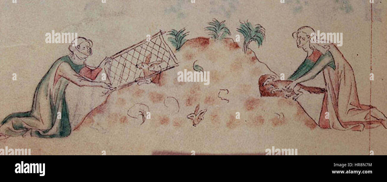 Women hunting rabbits with a ferret Stock Photo - Alamy