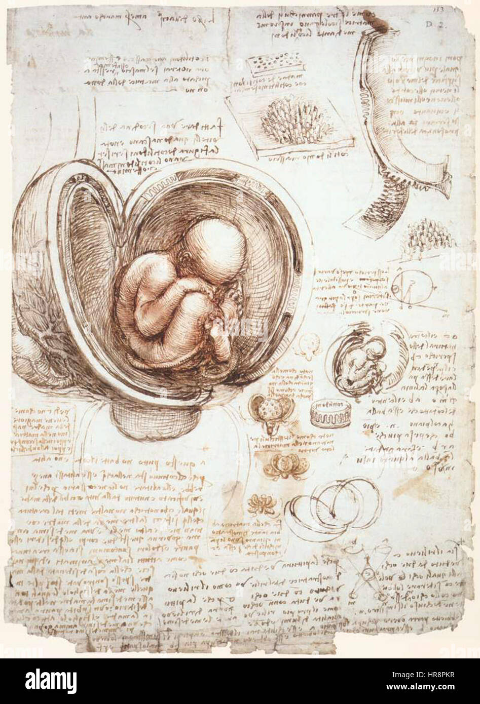 Studies of embryos Stock Photo - Alamy