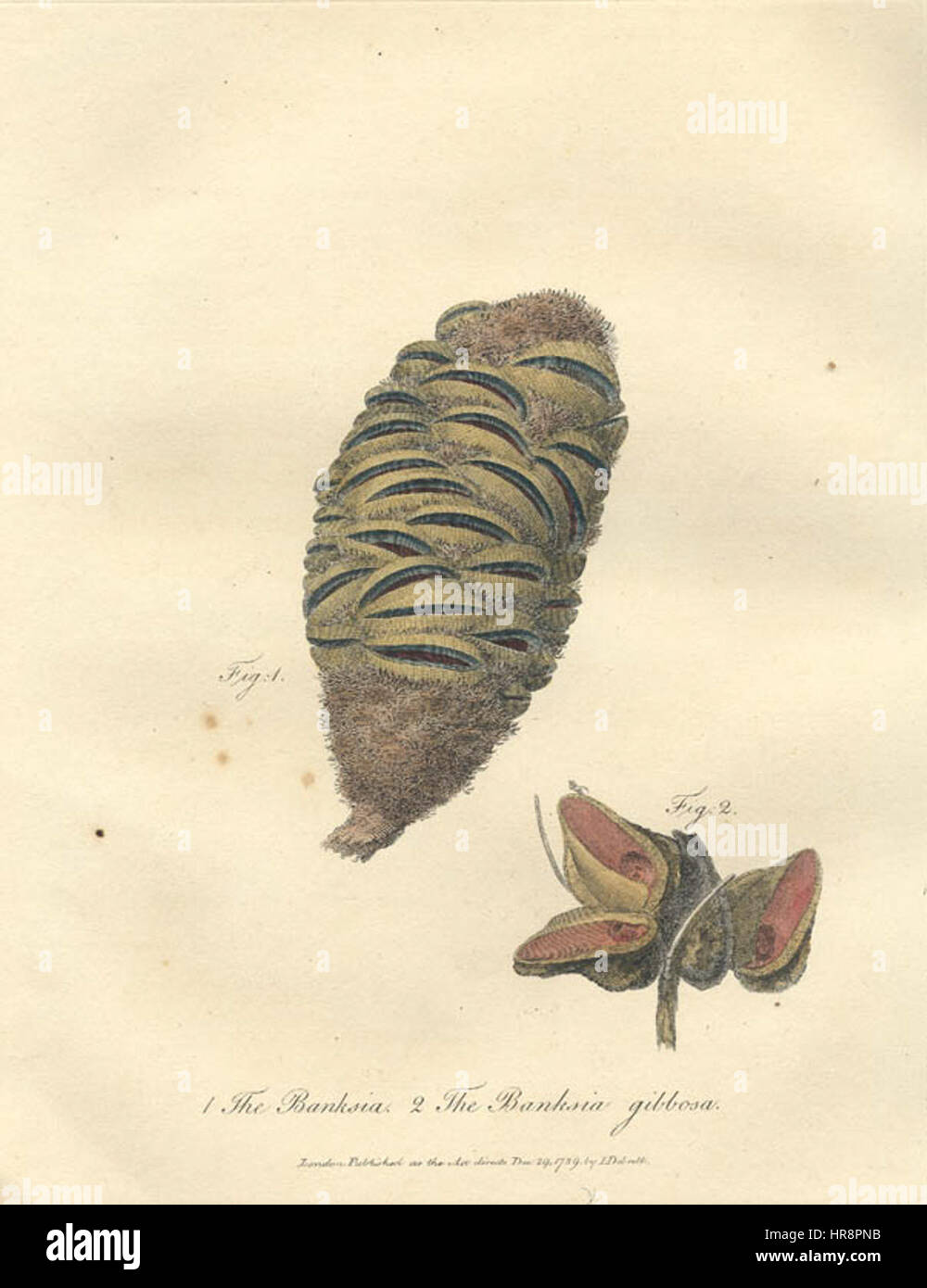 This illustration by John White features a Banksia plant, native to ...