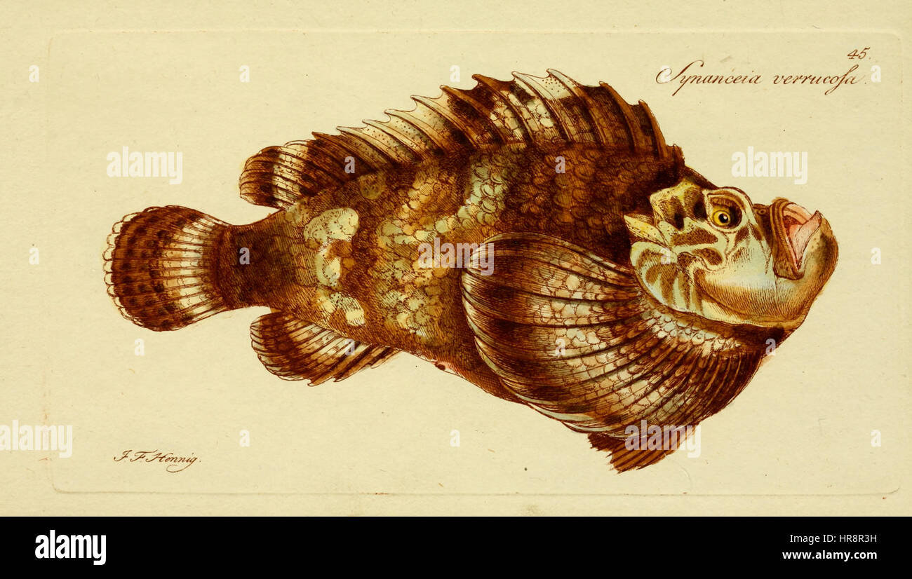Indo pacific stonefish hi-res stock photography and images - Alamy