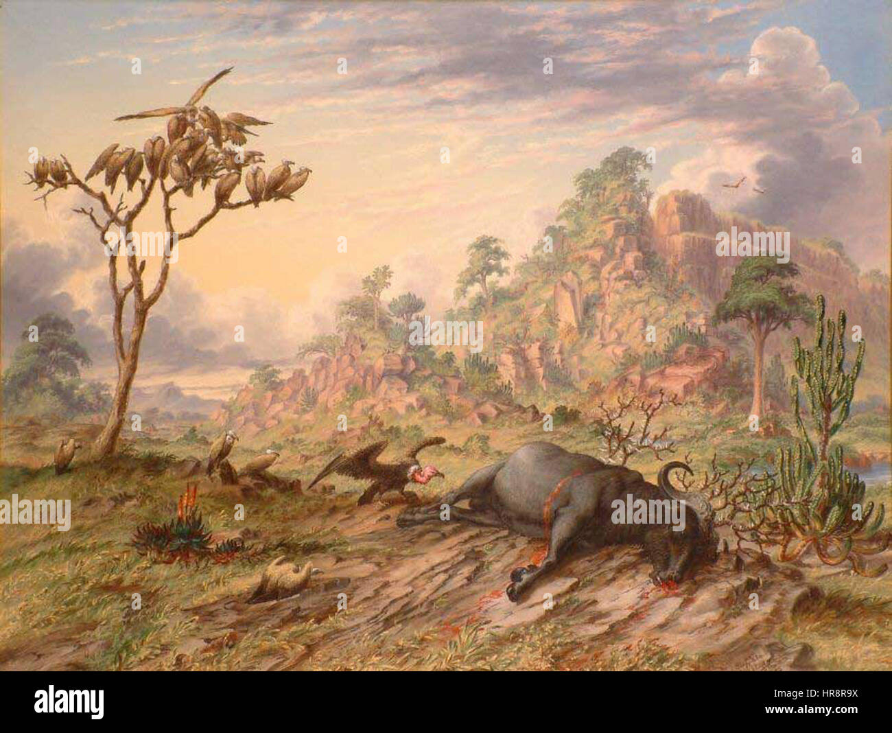 Thomas Baines - Dead Buffalo, King Vulture and Common Vultures Stock ...