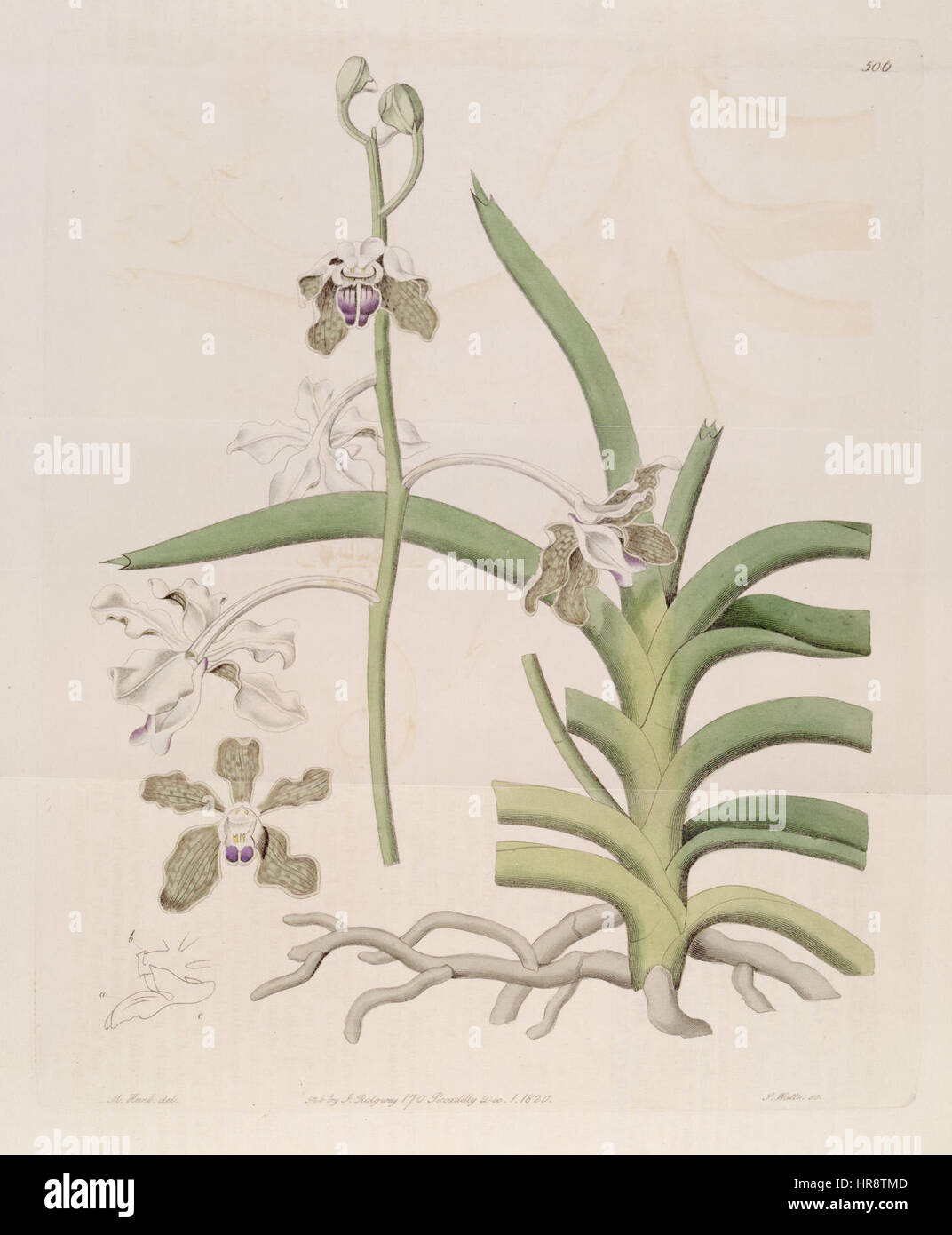 Vanda roxburghii hi-res stock photography and images - Alamy