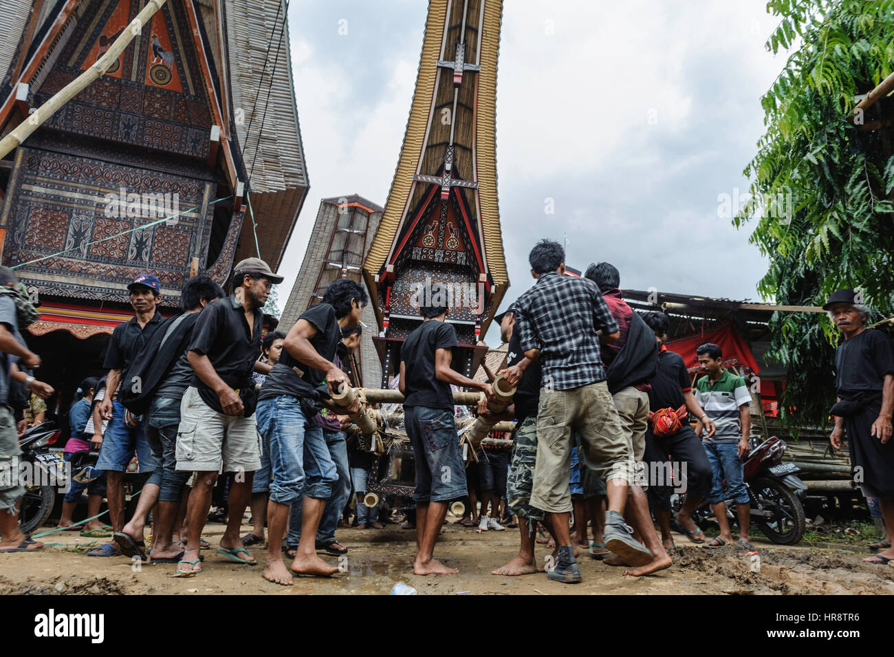 During a traditional ritual funeral of the Tana Toraja the men of the ...