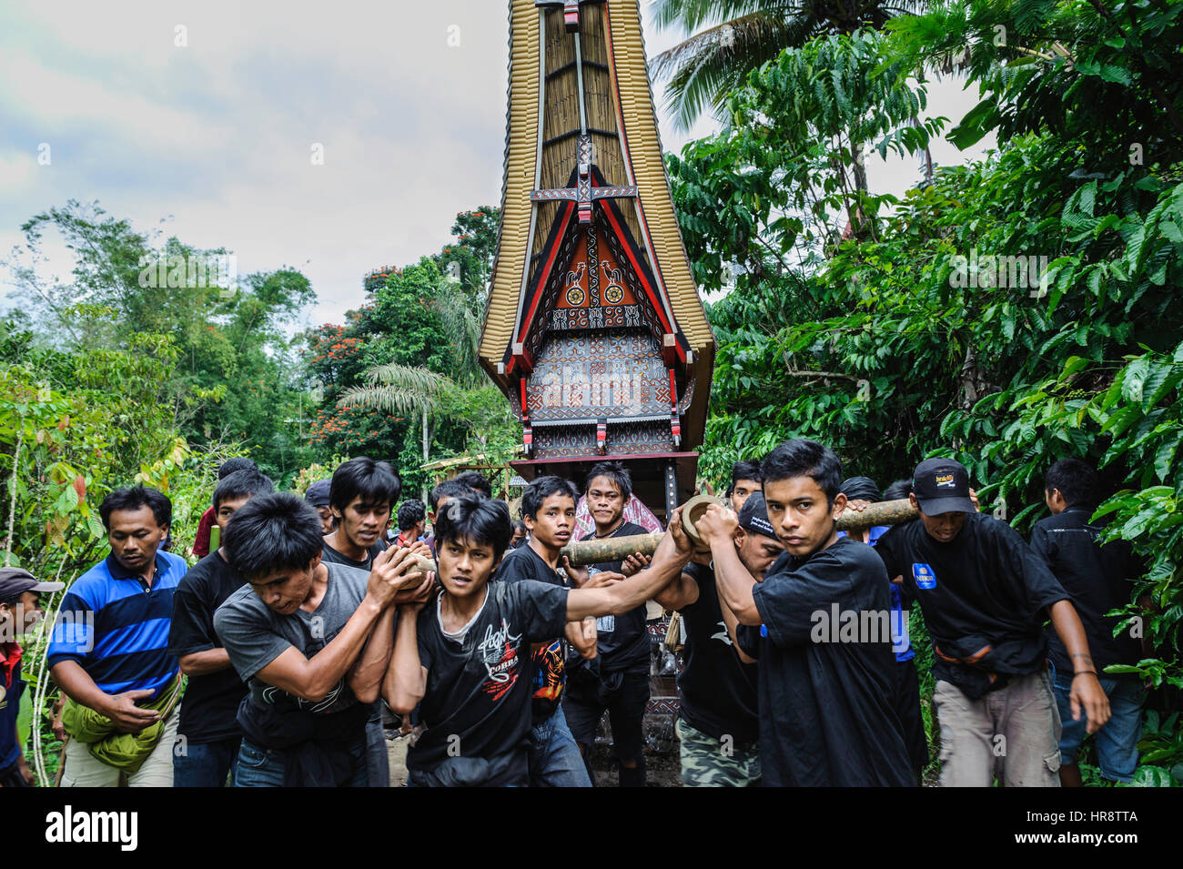During a traditional ritual funeral of the Tana Toraja the men of the ...