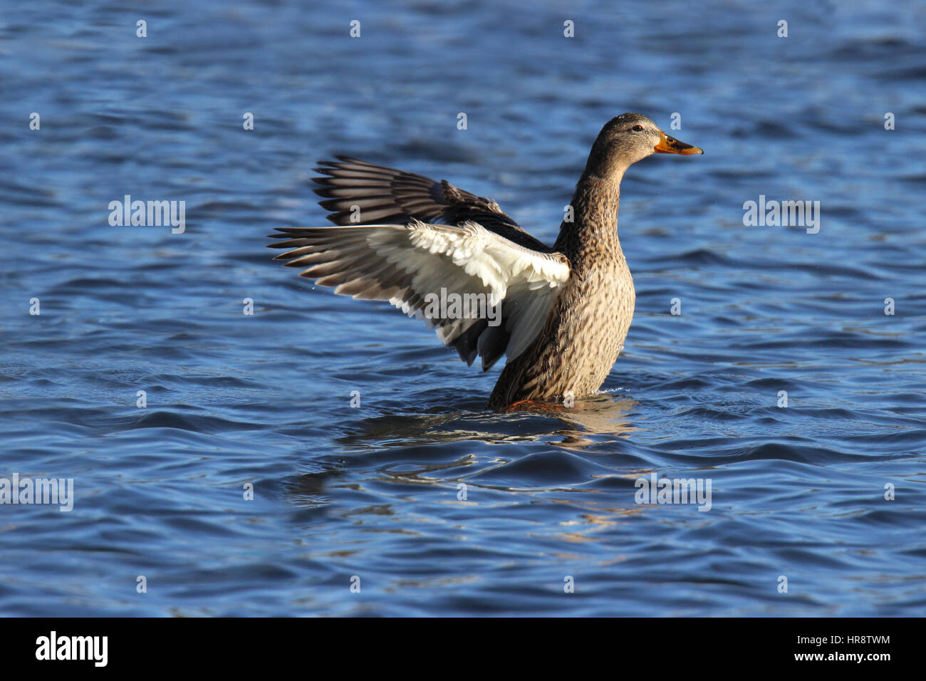 Feathered Female High Resolution Stock Photography and Images - Alamy