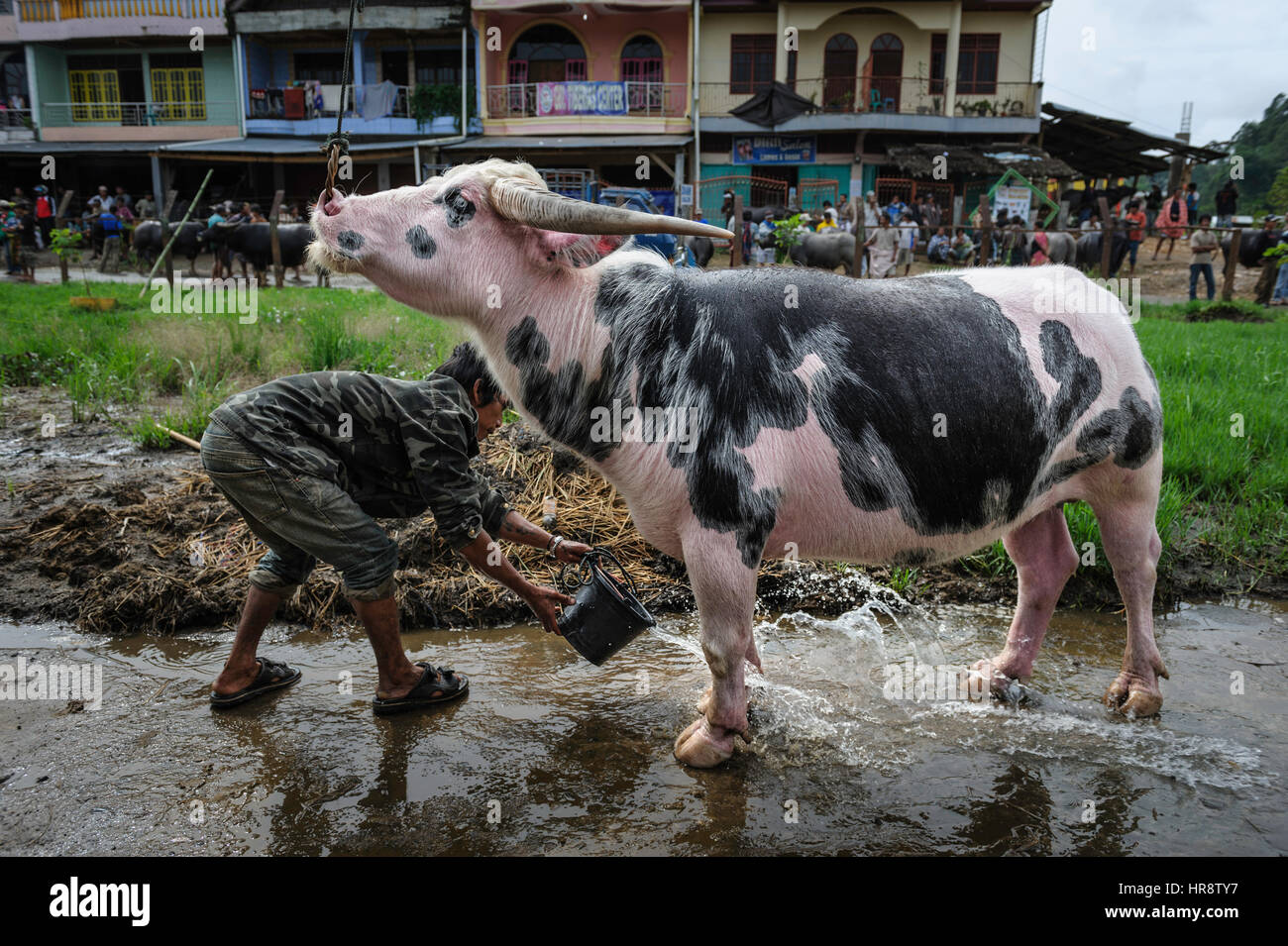 Washing water buffalo hi-res stock photography and images - Alamy