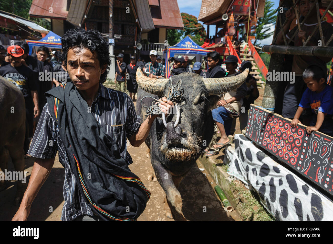During a traditional ritual funeral of the Tana Toraja relatives ...
