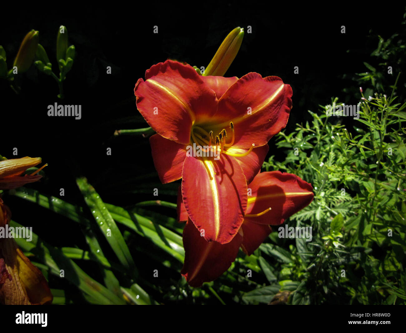 Peach daylily hi-res stock photography and images - Alamy