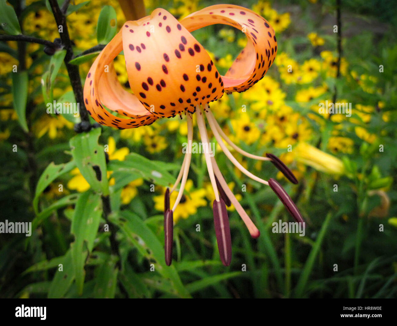 Tiger garden hi-res stock photography and images - Alamy