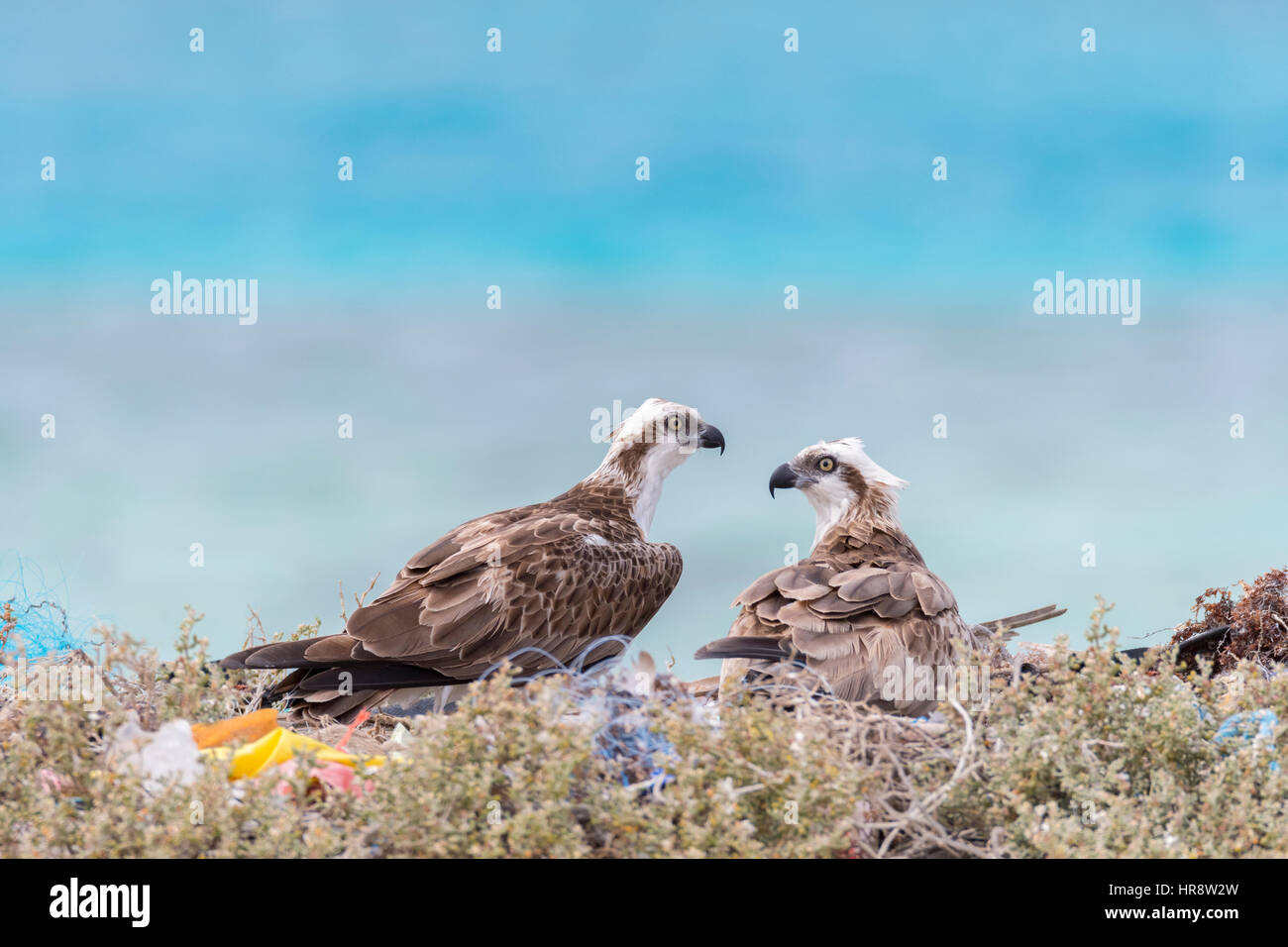Osprey in breeding season Stock Photo - Alamy