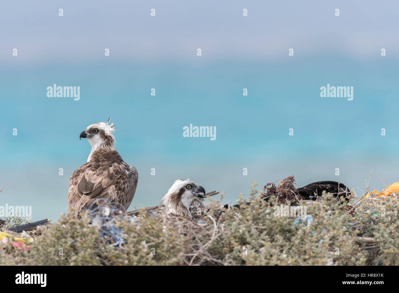 Osprey in breeding season Stock Photo - Alamy
