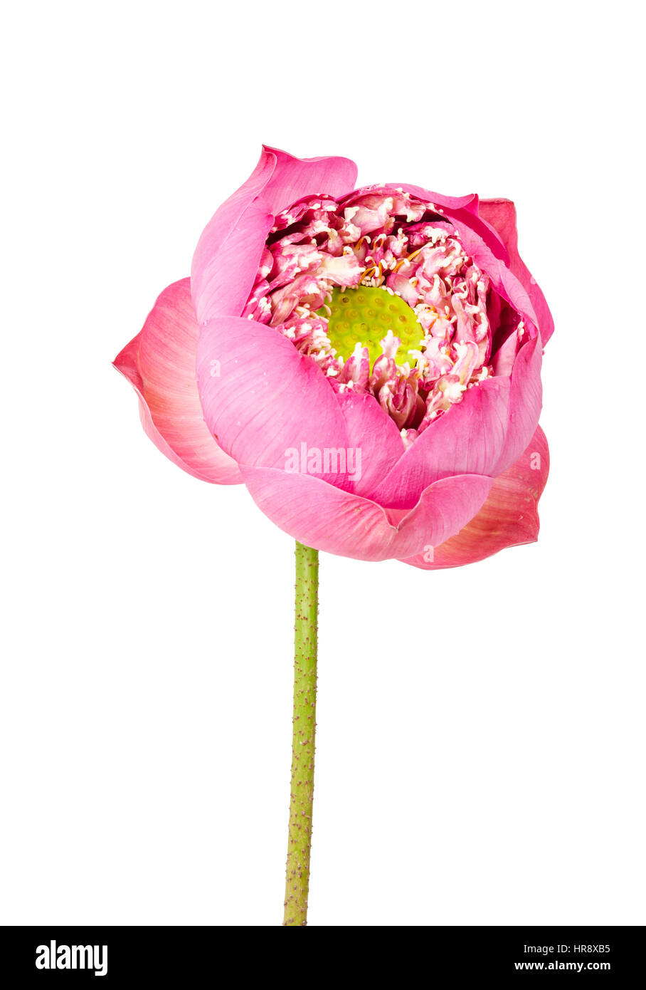 Blooming beautiful Single lotus flower isolated on white background ...