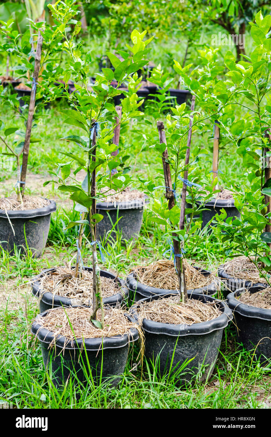 Young Lemon farm in Thailand Stock Photo - Alamy