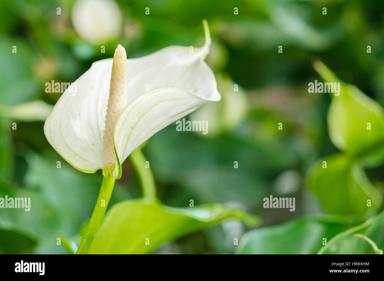 White anthurium andreanum or flamingo flower with leaf bloom in garden ...