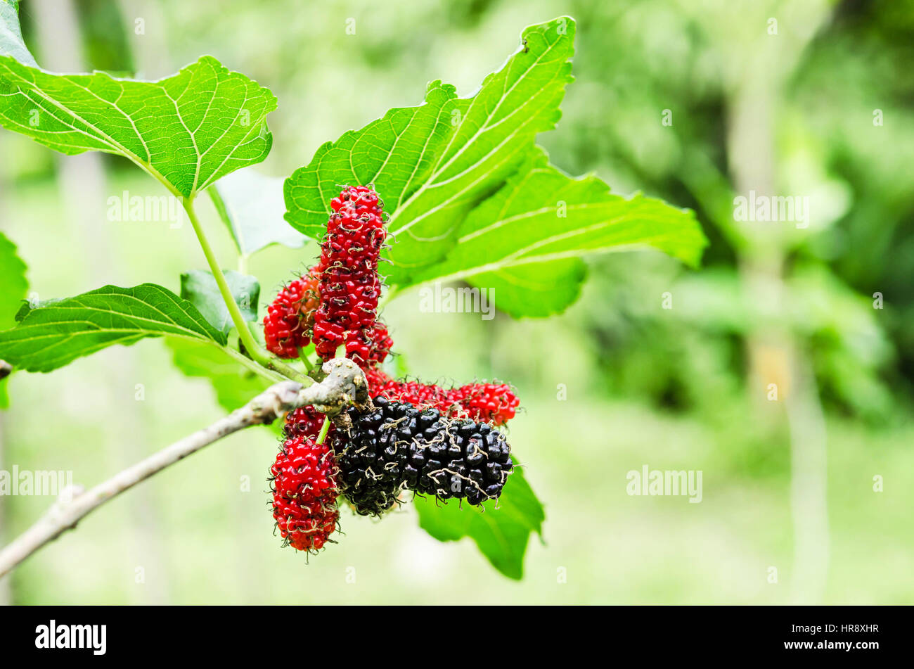 Mulberry farm hi-res stock photography and images - Alamy