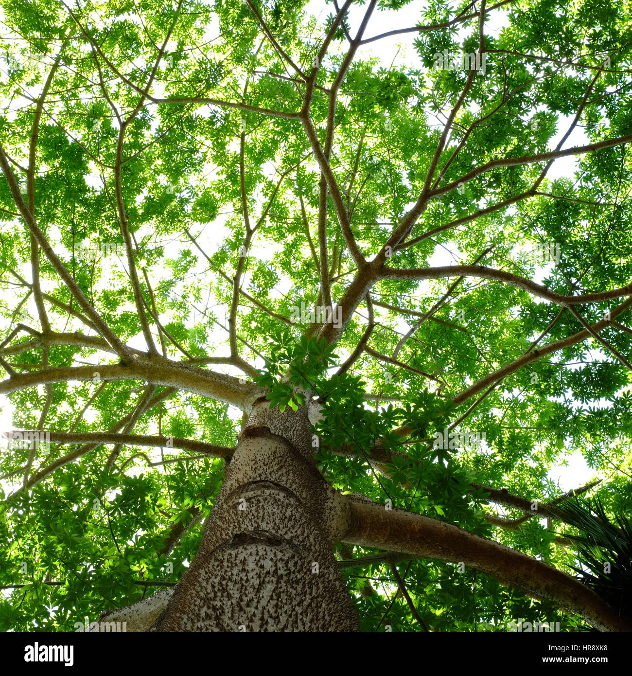 Herbarium tree hi-res stock photography and images - Alamy