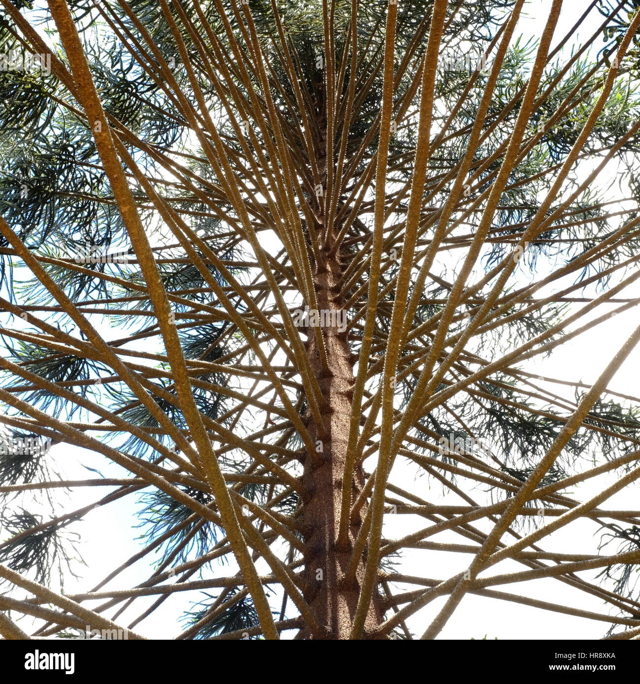 Bunya bunya tree hi-res stock photography and images - Alamy