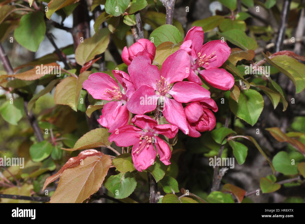 Flowers of the Apple-tree red color spring morning Stock Photo - Alamy