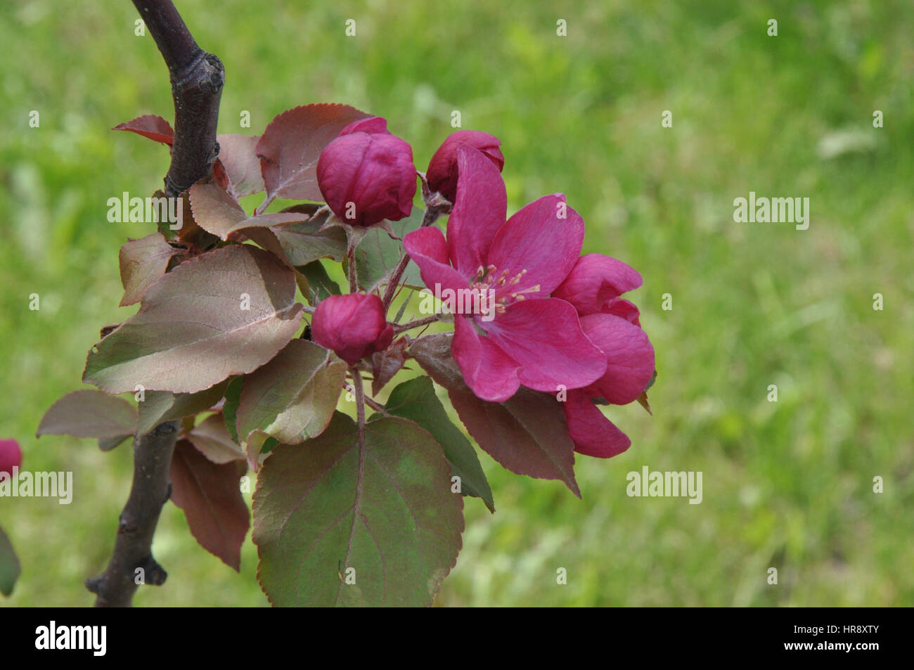 Flowers of the Apple-tree red color spring morning Stock Photo - Alamy