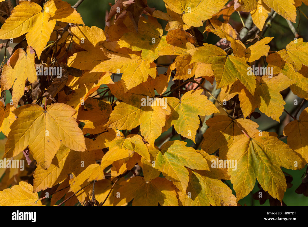 Autumn leaves, Sycamore (Acer pseudoplatanus Stock Photo - Alamy
