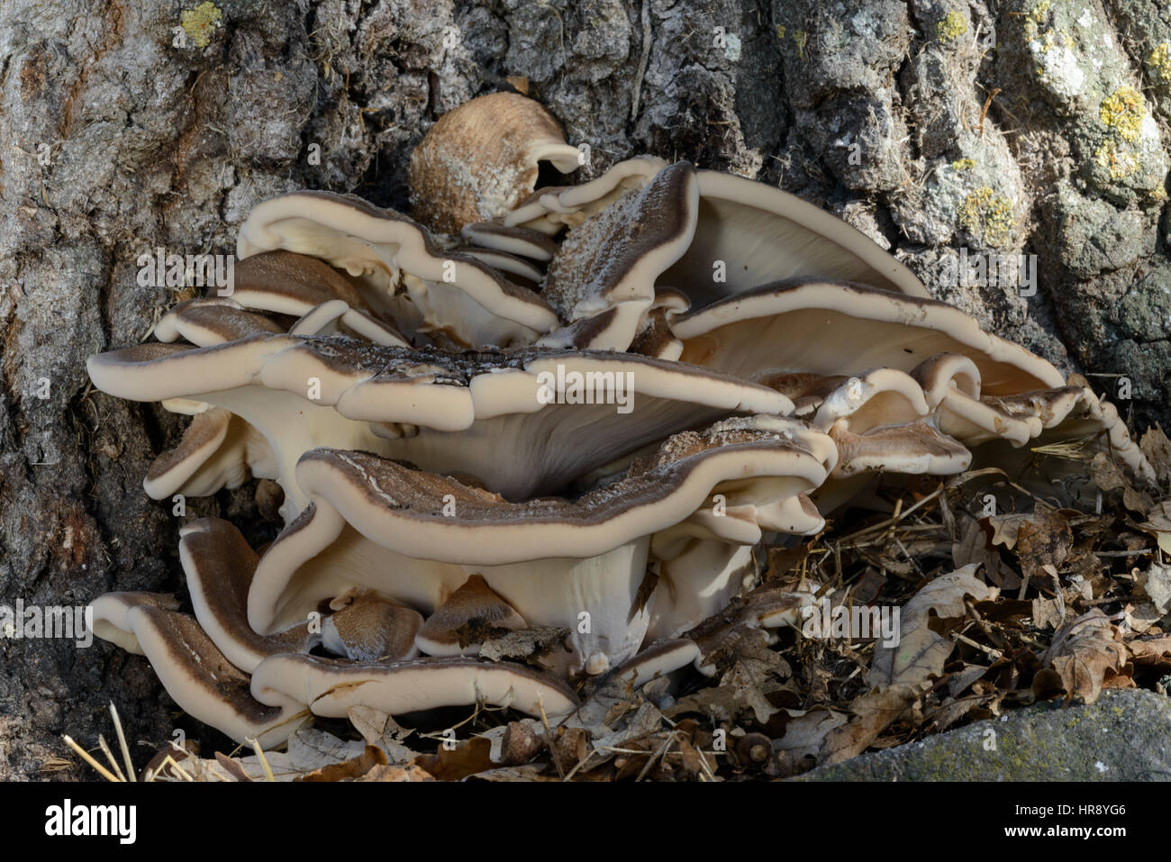 Giant Polypore (Meripilus giganteus) fungi on Oak Stock Photo - Alamy