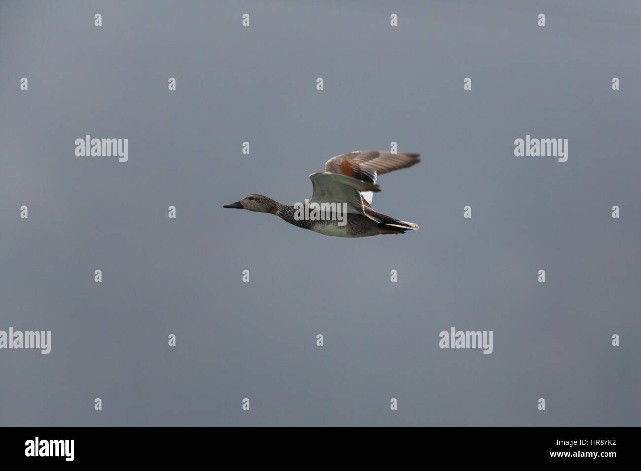 Flying male hi-res stock photography and images - Alamy