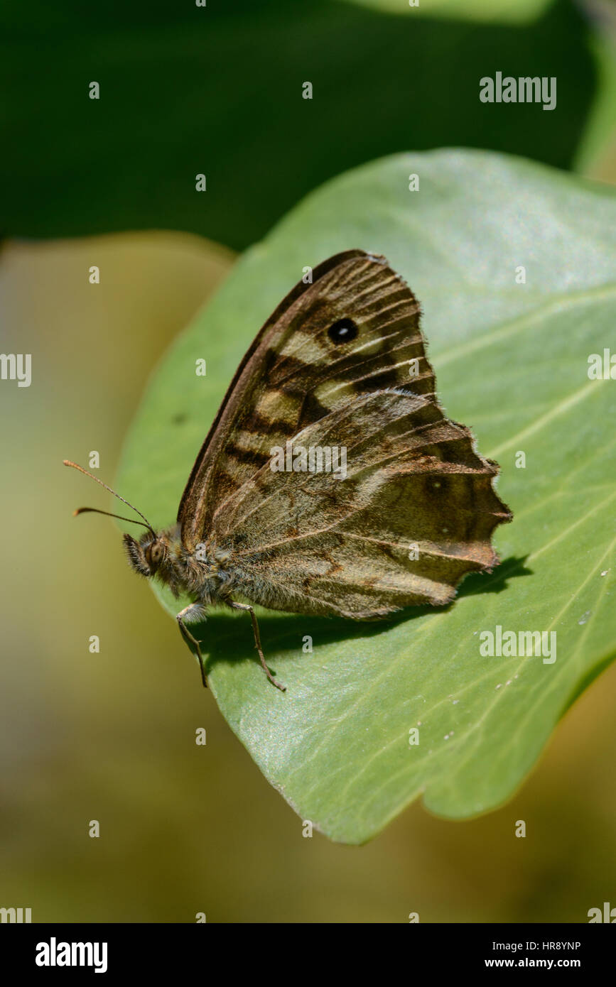 Speckled Wood (Pararge aegeria) butterfly Stock Photo - Alamy