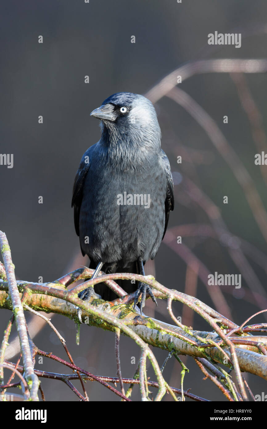 Jackdaw at rest hi-res stock photography and images - Alamy