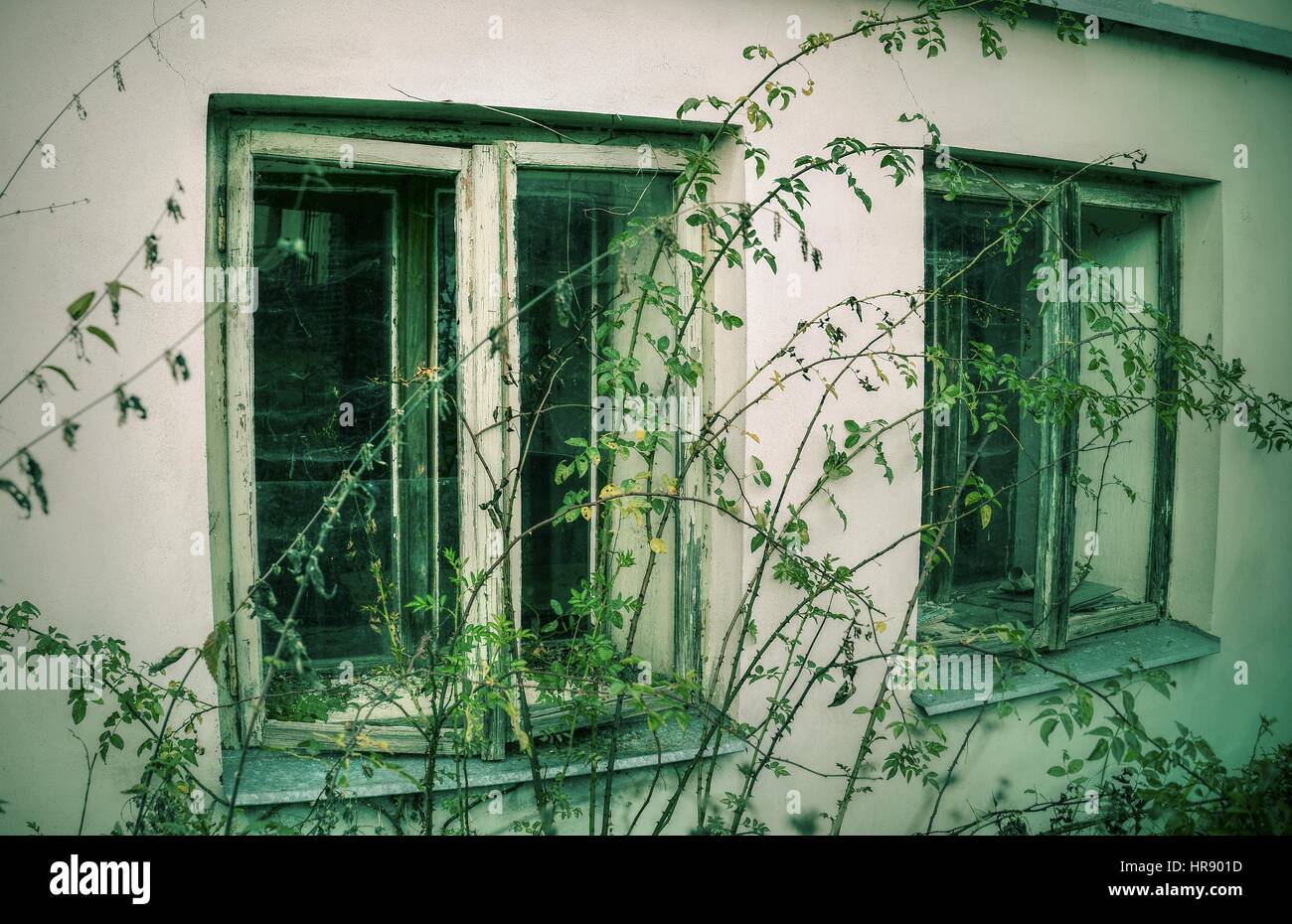 Wall with windows in abandoned spooky house overgrown with weeds and ...