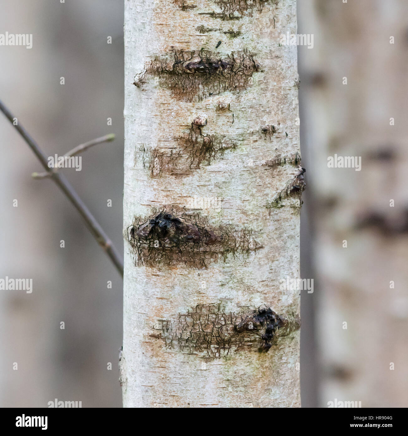 Birch trunk in nature, selective focus, winter Stock Photo - Alamy