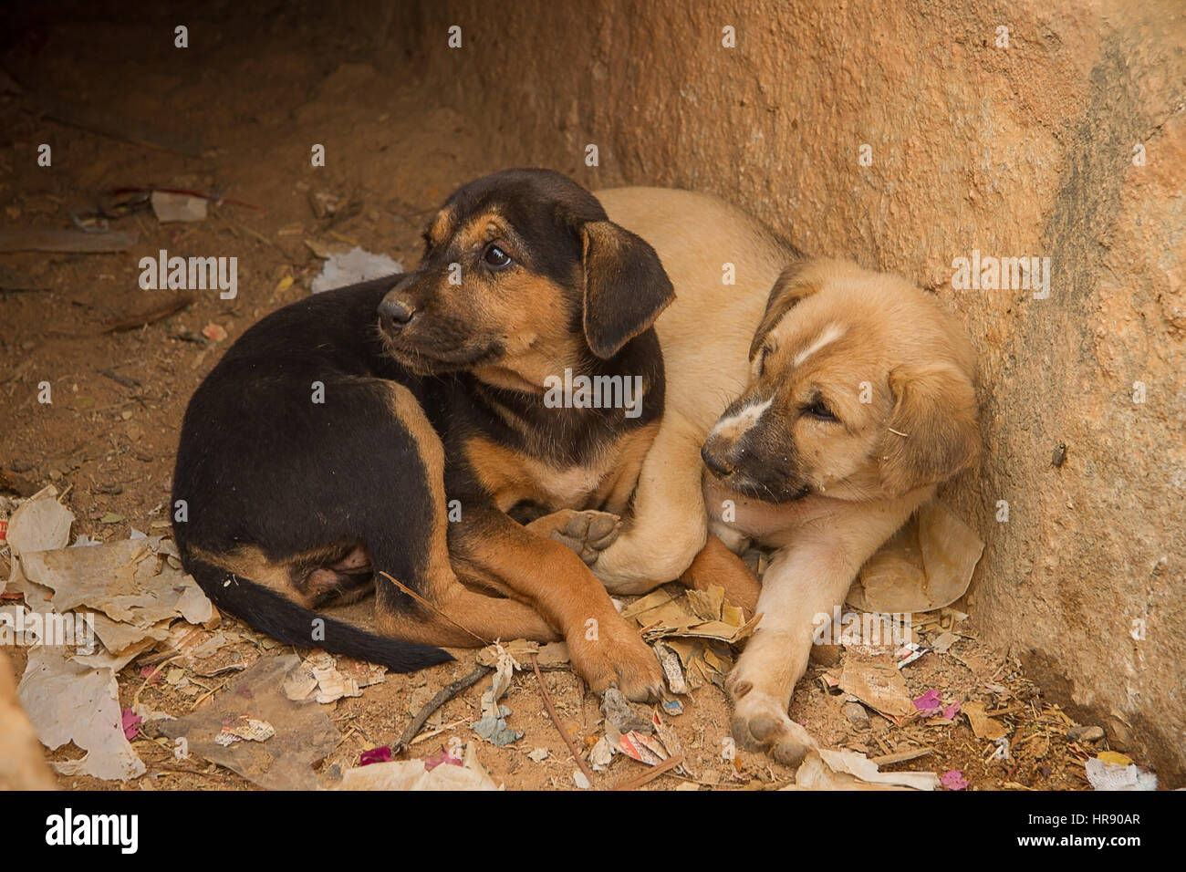 photo of a pair of cute little Indian feral puppies laying in a dried ...