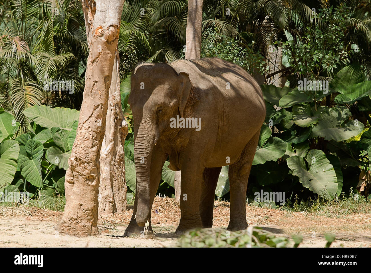 photo of an Asian Elephant standing in the shade of a tree on a hot ...