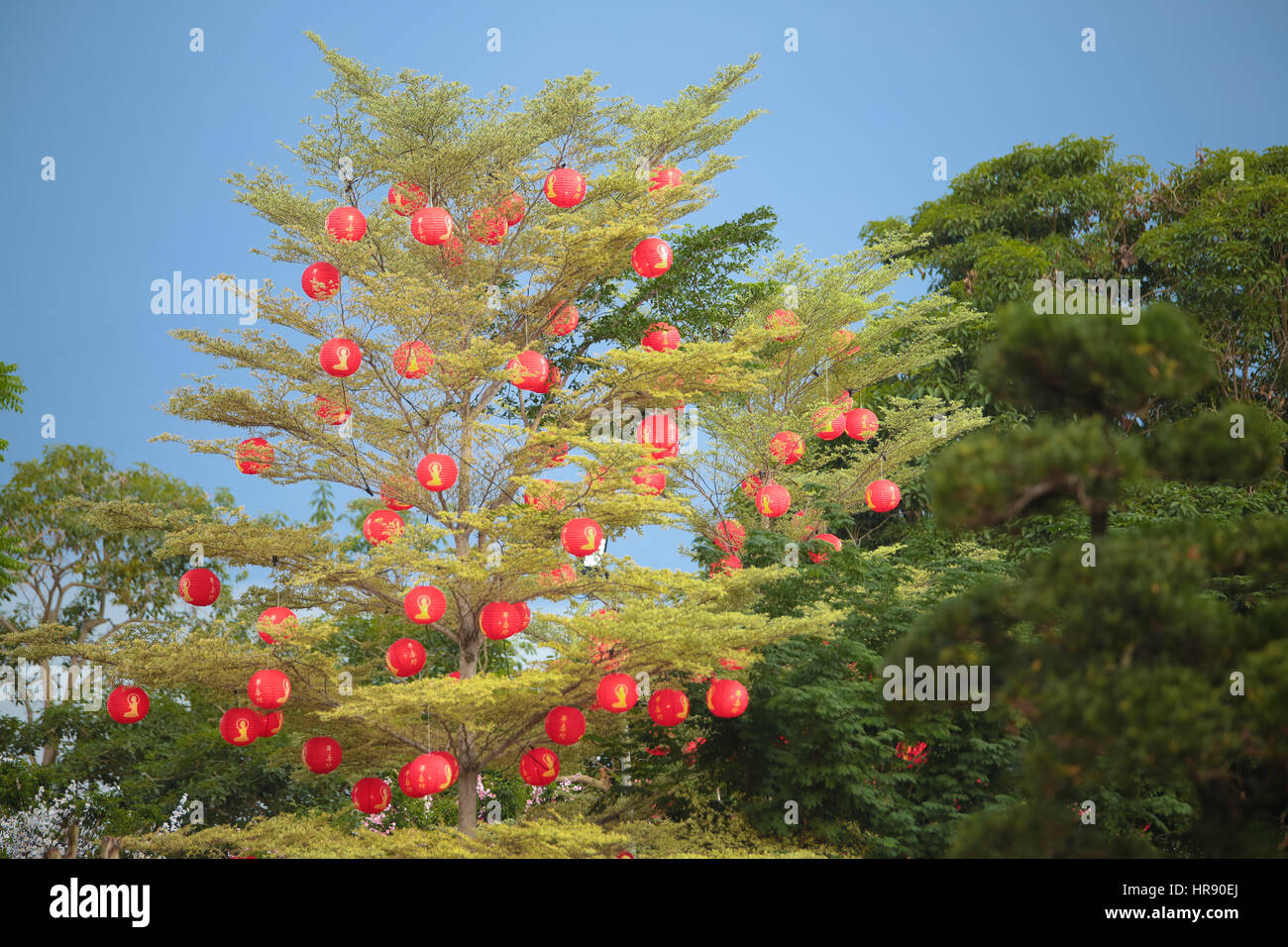 Chinese lantern tree hi-res stock photography and images - Alamy