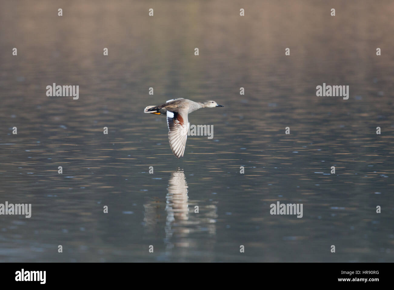 male gadwall duck (Anas strepera) flying over water surface Stock Photo ...