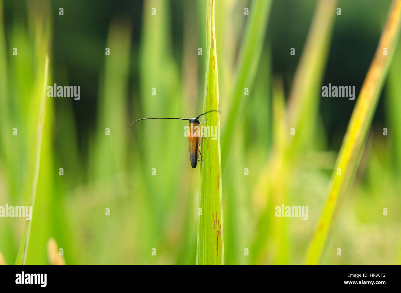 Rice blast hi-res stock photography and images - Alamy