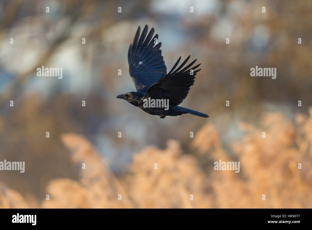 Crow landing hi-res stock photography and images - Alamy