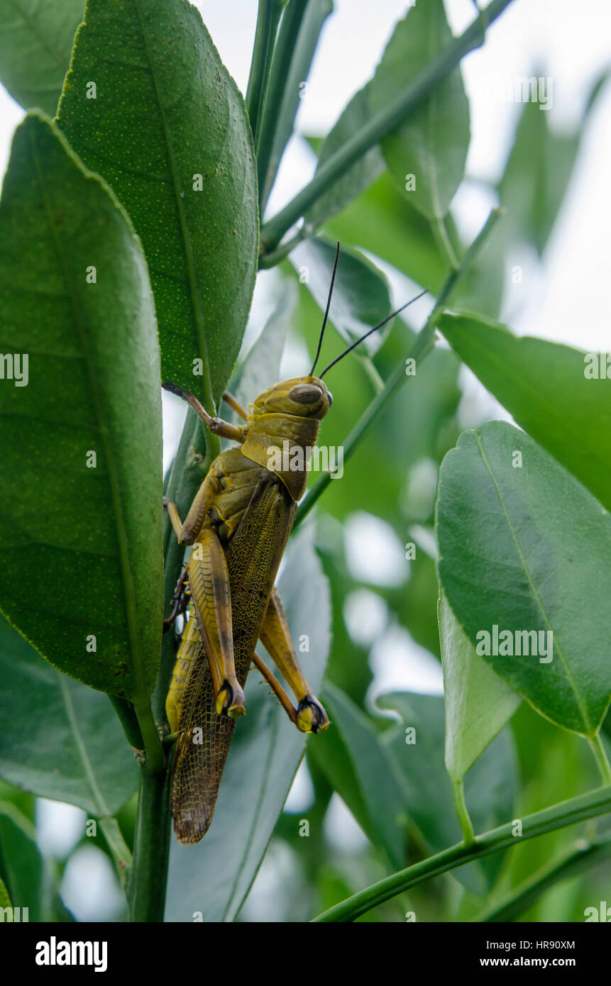Flying grasshopper hi-res stock photography and images - Alamy