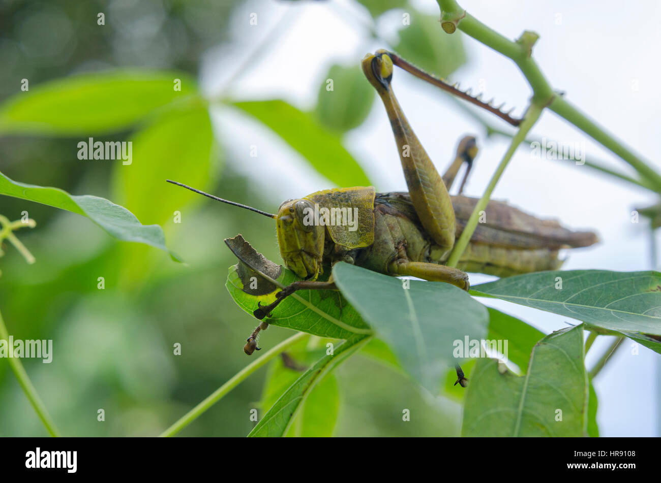 Flying grasshopper hi-res stock photography and images - Alamy