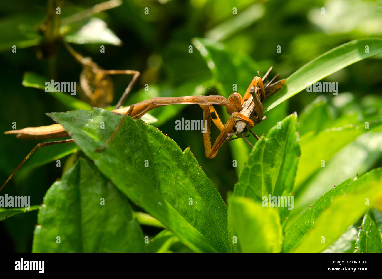 Species of praying mantis hi-res stock photography and images - Alamy