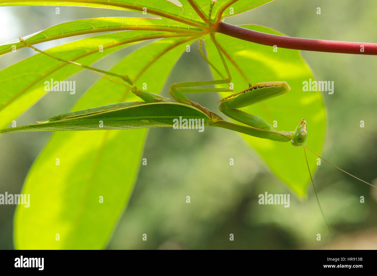 Mantis religiosa tropical hi-res stock photography and images - Alamy