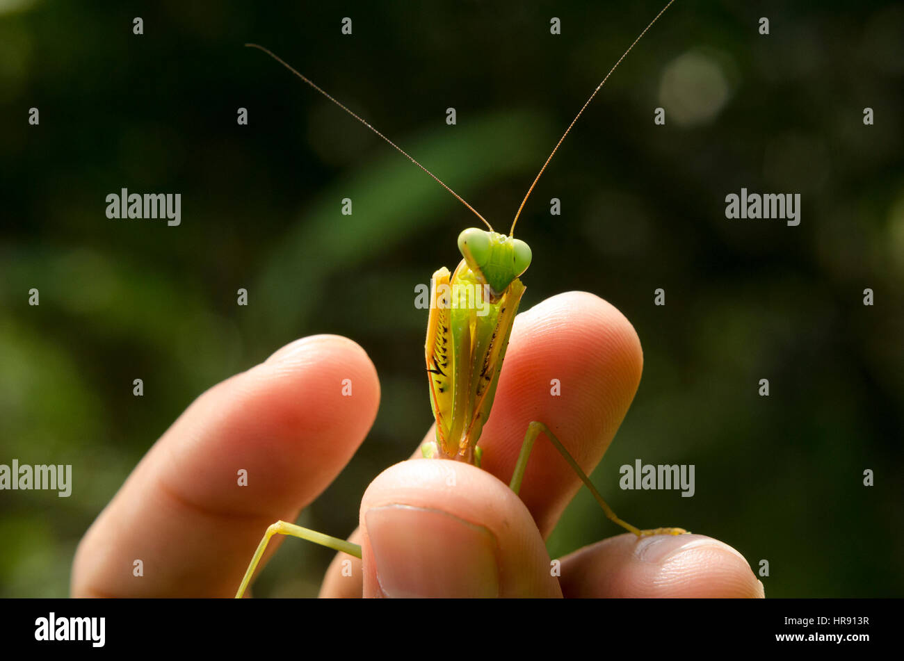 Species of praying mantis hi-res stock photography and images - Alamy