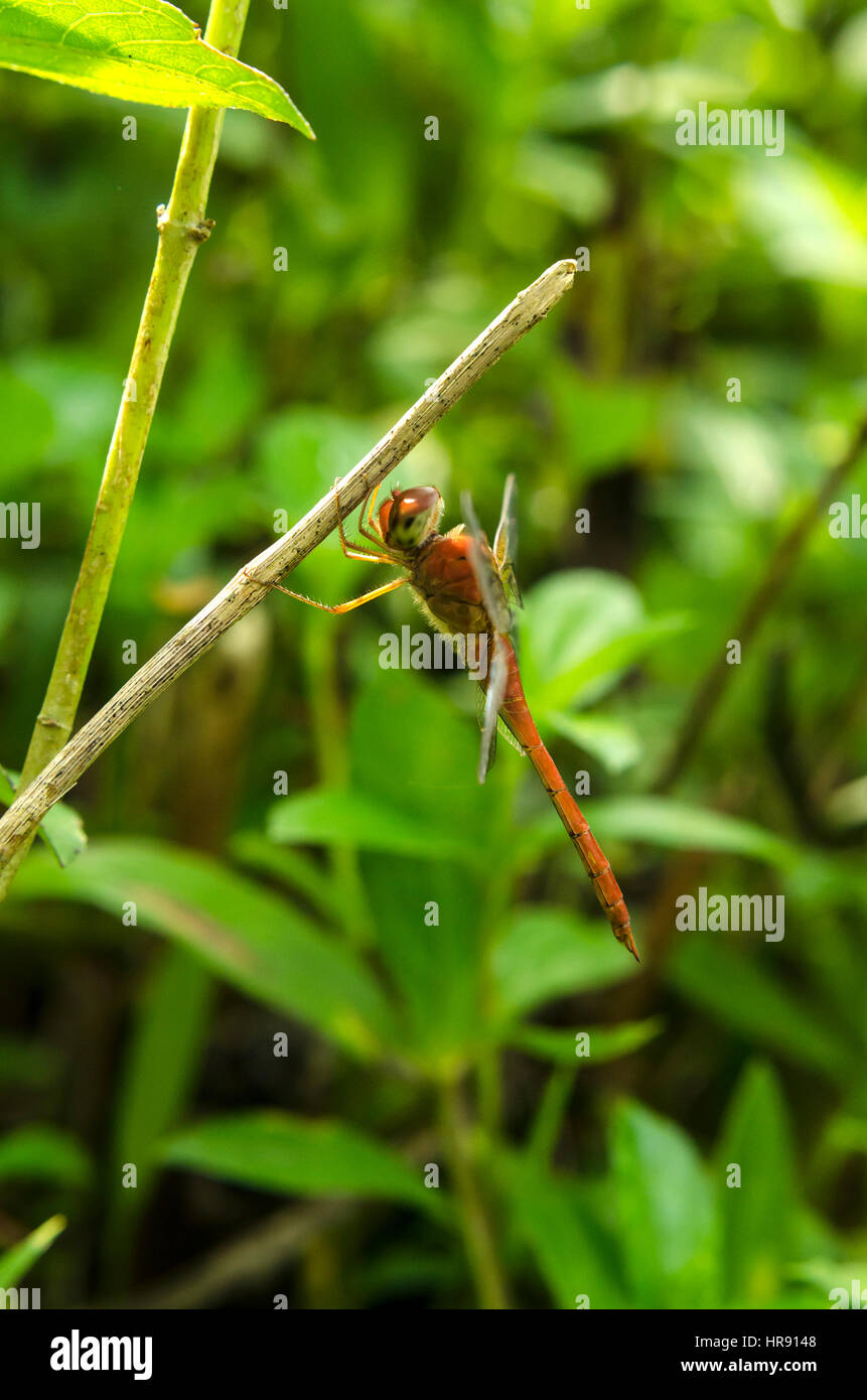 Outdoor insect hi-res stock photography and images - Alamy