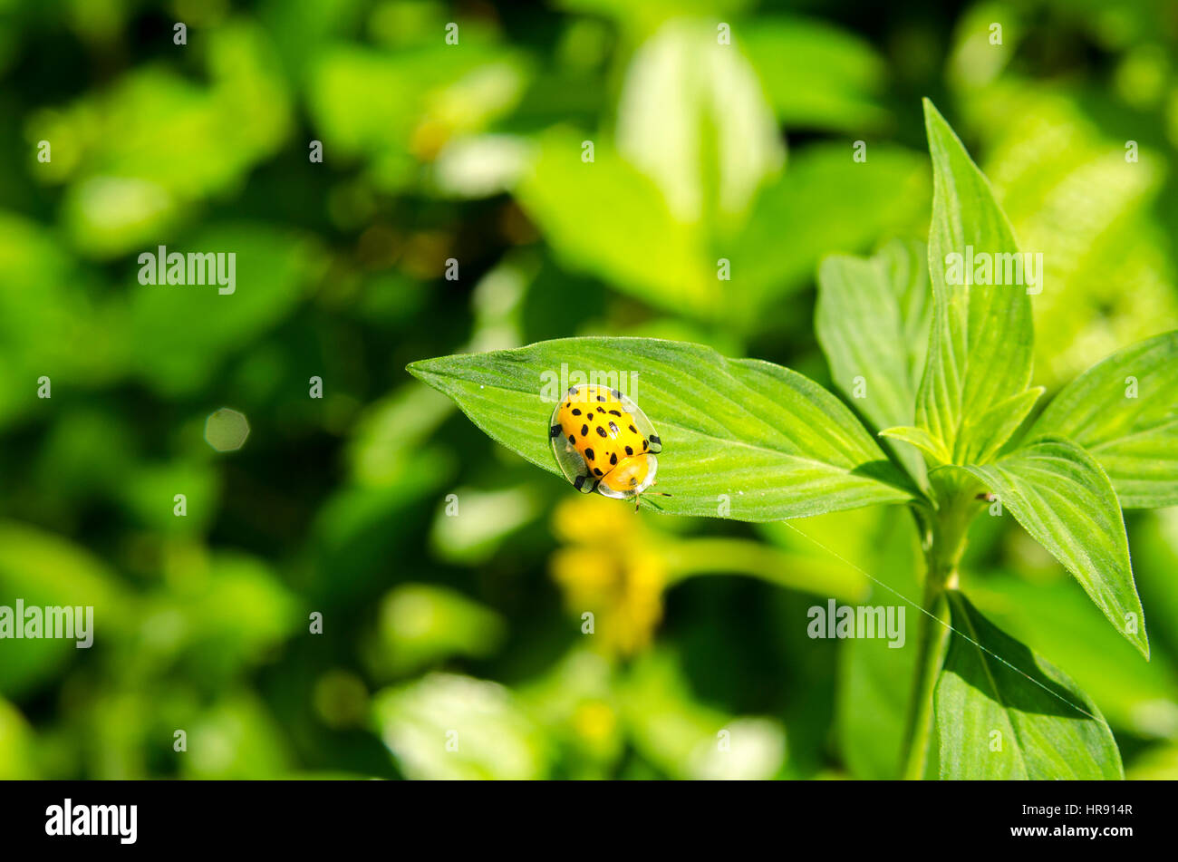 Ladybird nature hi-res stock photography and images - Alamy