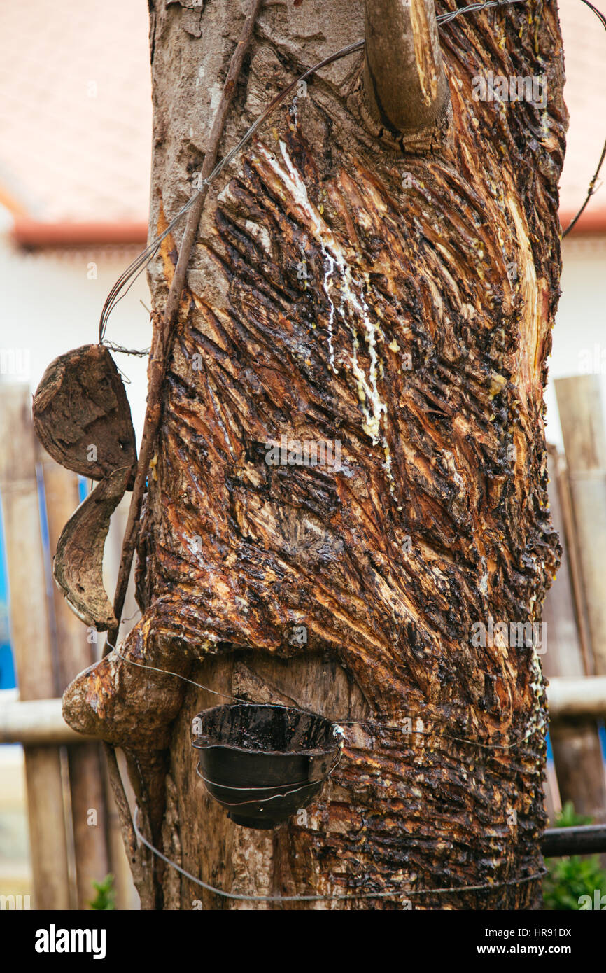 Rubber trees or Hevea brasiliensis is plants that produce latex. Milky ...