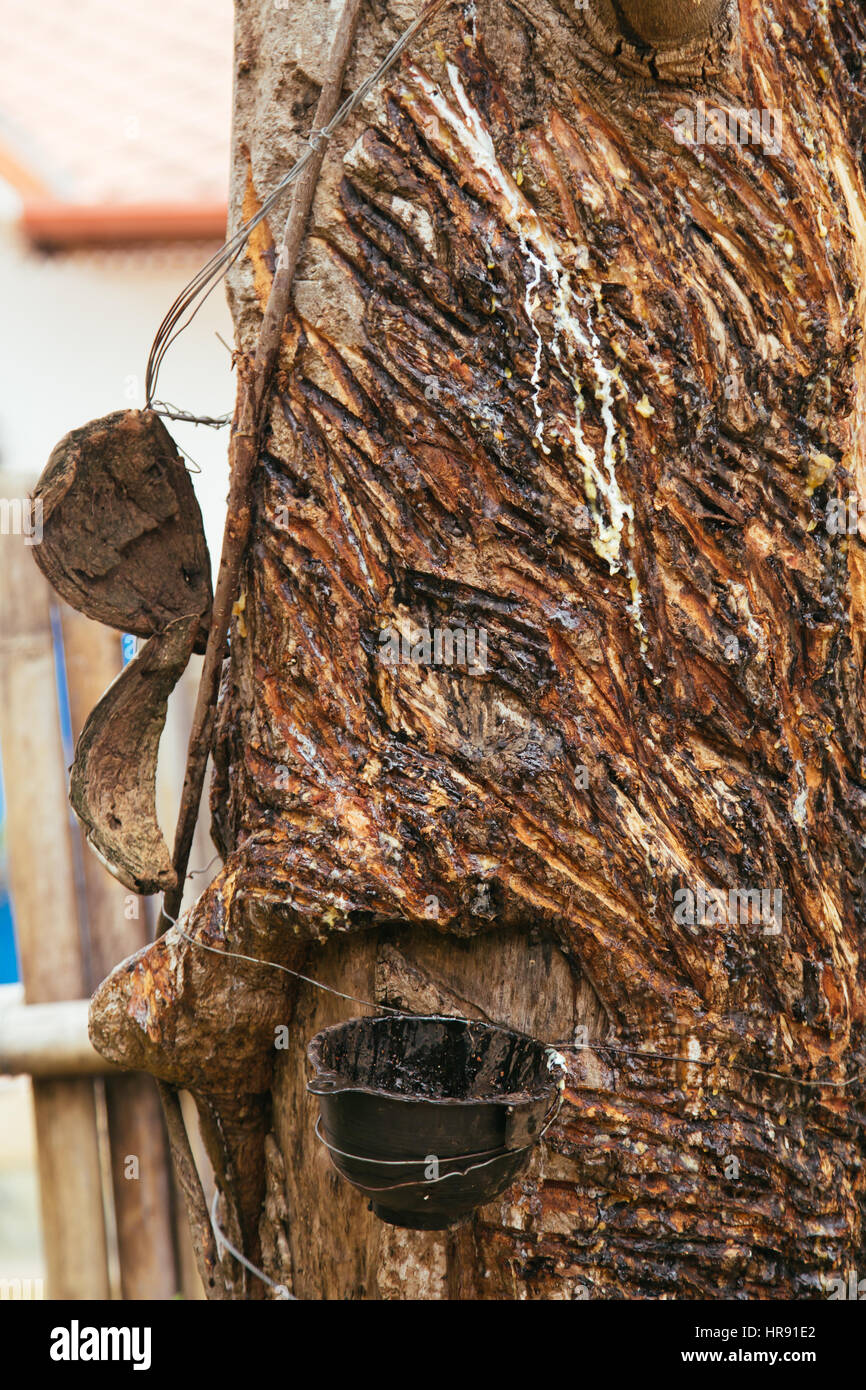 Rubber trees or Hevea brasiliensis is plants that produce latex. Milky ...