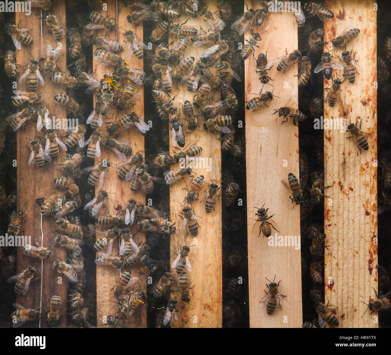 Western honey bee (Apis mellifera), also known as the European honey ...