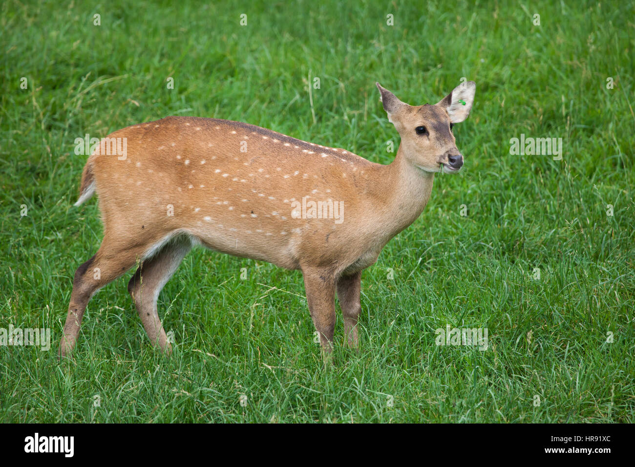 One hogdeer hi-res stock photography and images - Alamy
