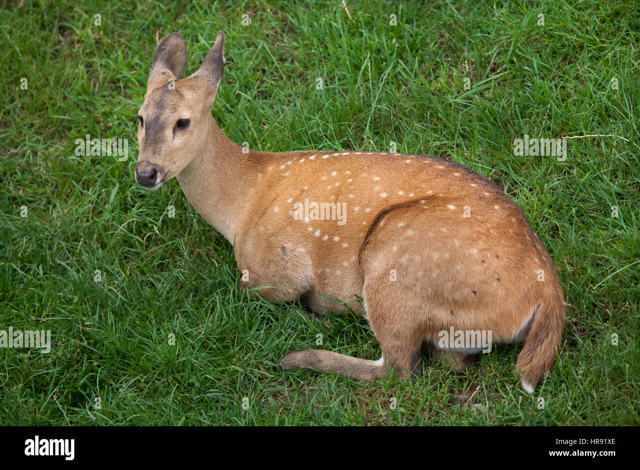 Indian deer hi-res stock photography and images - Alamy