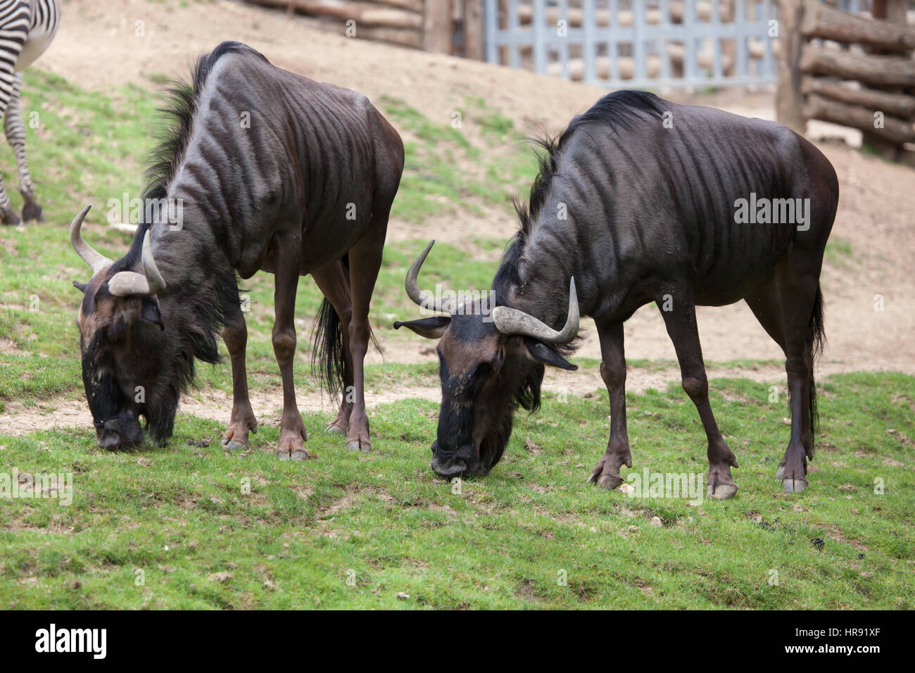 Fauna de angola hi-res stock photography and images - Alamy