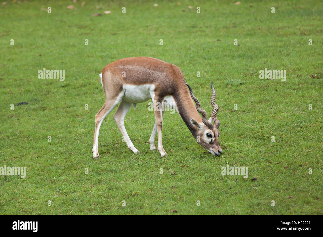 Indian blackbuck (Antilope cervicapra). Wildlife animal Stock Photo - Alamy